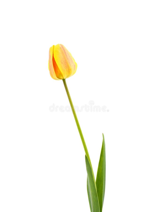 One yellow tulip stock image. Image of magnificent, plant - 246925851