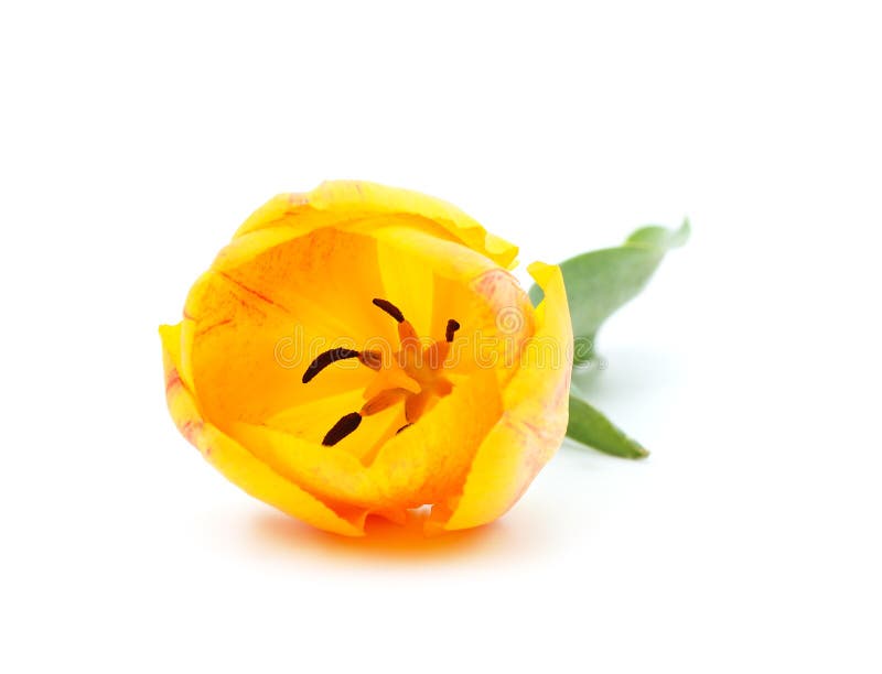 One yellow tulip stock image. Image of love, celebration - 248603873