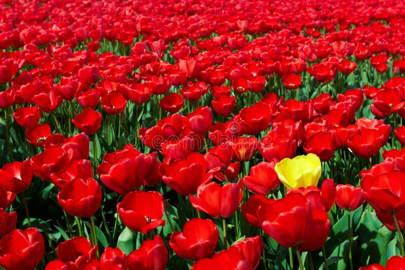One Yellow Tulip among Red Ones Stock Photo - Image of field, growth ...