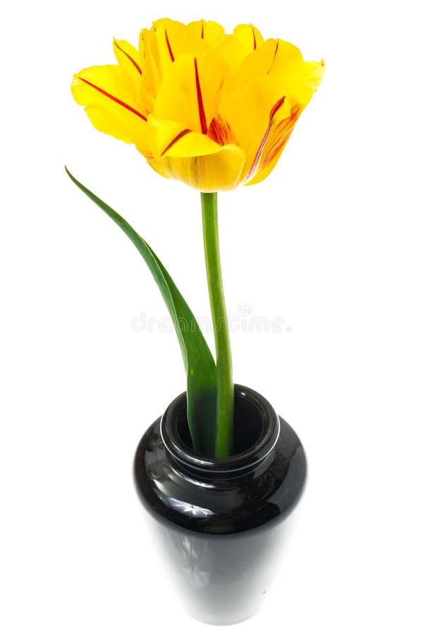 One yellow tulip in vase stock image. Image of celebration - 93244379