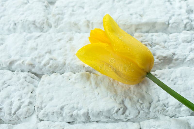 One Yellow Tulip on a White Wall Background. Copy Space. Stock Image ...