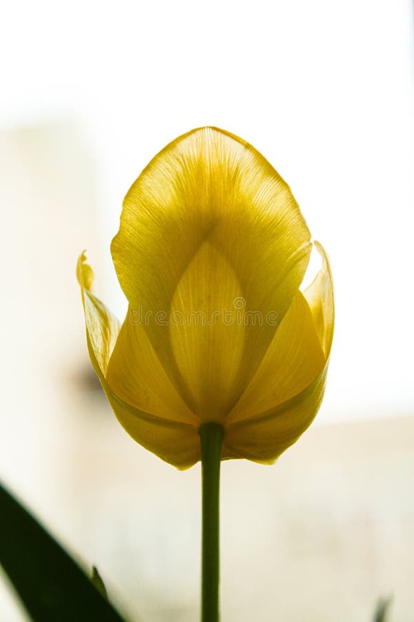 One Yellow Tulip by the Window. Flowering in Spring Stock Photo - Image ...