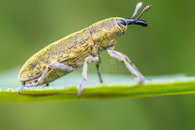 One Yellow Weevil Sits on a Leaf in a Meadow Stock Image - Image of ...