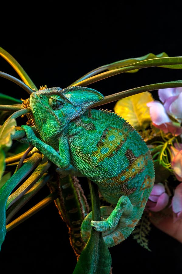 One Yemen chameleon stock photo. Image of green, looking - 30414398