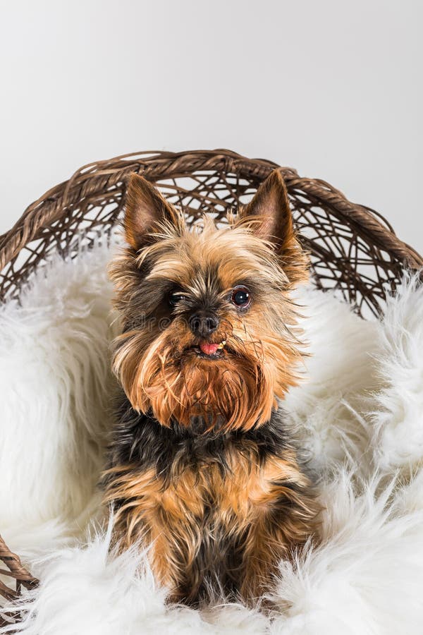 One yorkshire terrier stock image. Image of yorkie, doggy - 89017627