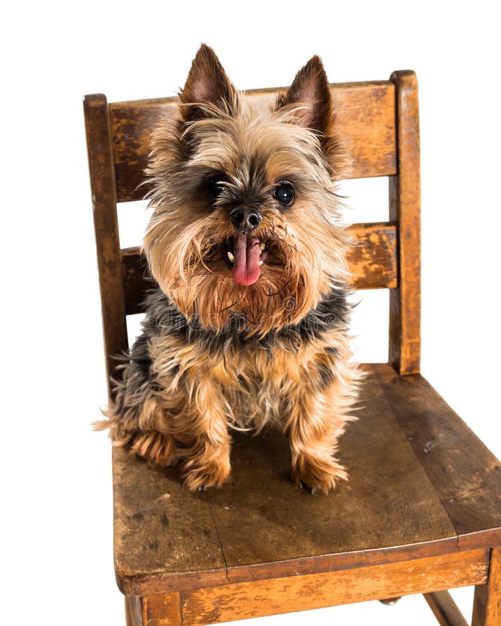 One yorkshire terrier stock image. Image of cute, yorkshire - 89014515