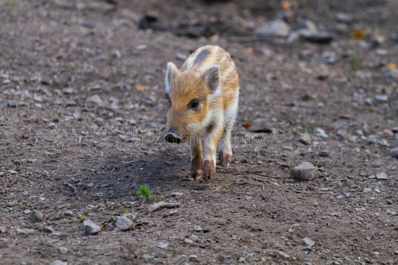 One young boar pig stock photo. Image of omnivore, closeup - 35911172