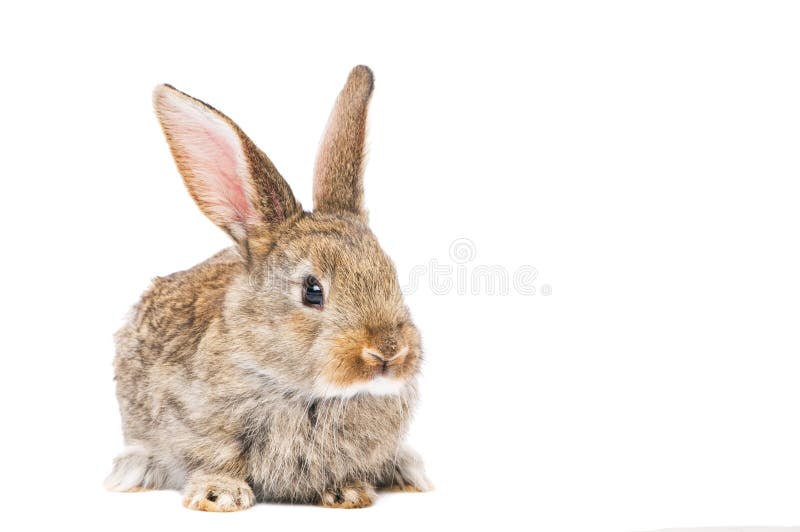 One young brown rabbit stock photo. Image of belgian - 16950708
