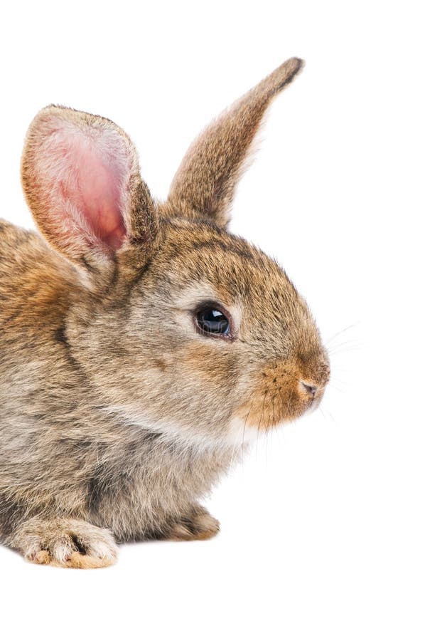 Set of brown baby rabbits stock image. Image of buck - 16951213