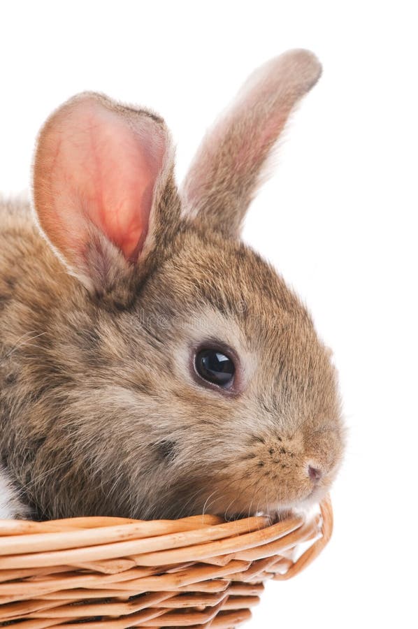 Set of brown baby rabbits stock image. Image of buck - 16951213
