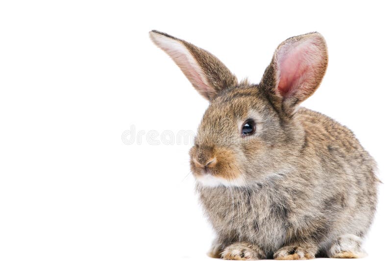 One young bunny rabbit stock photo. Image of bunny, furry - 17395804