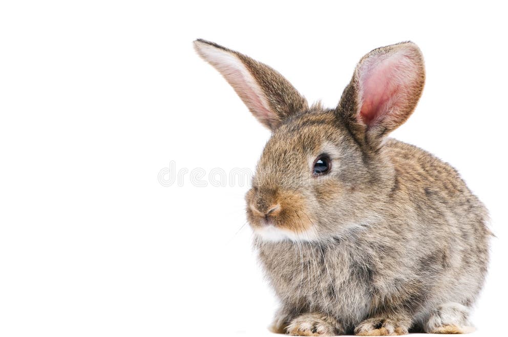 One young bunny rabbit stock photo. Image of bunny, furry - 17395804