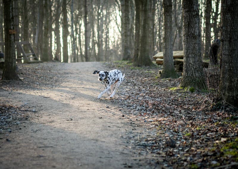 One Young Dalmatian Dog Running in the Spring Forrest Stock Image ...