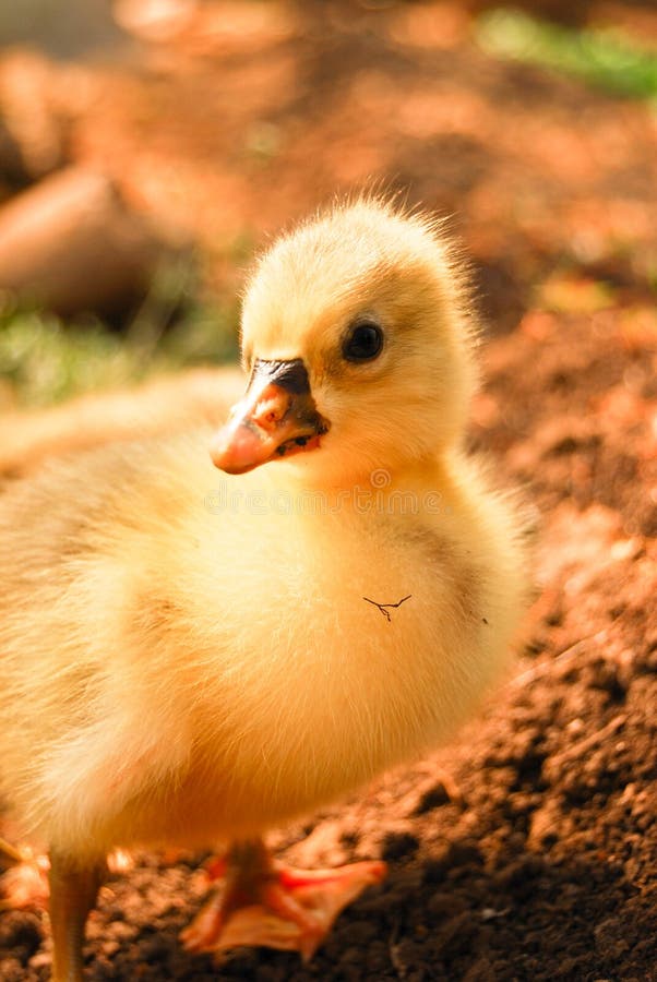 One young goose stock image. Image of pond, lake, baby - 24275349