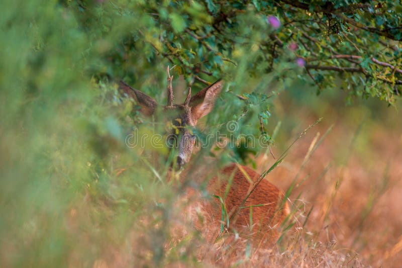 One Young Roebuck Hides in a Meadow in Summer Stock Image - Image of ...