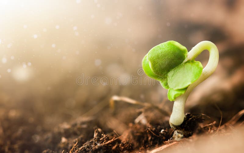 One young seedling stock illustration. Illustration of ecology - 269185945