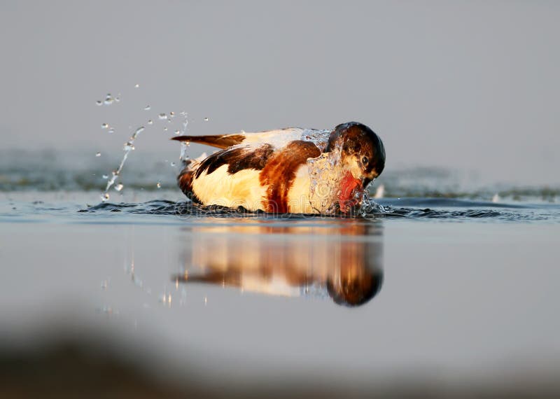 Young Shelduck Swimming on the Water with Splash Stock Image - Image of ...