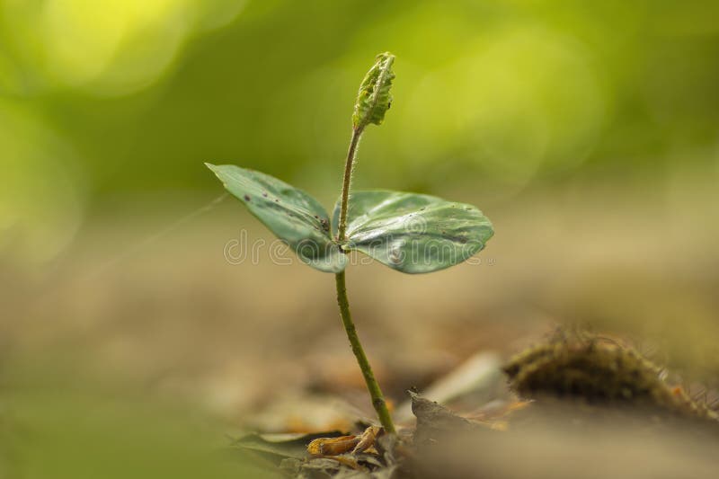 One Young Sprout of a Beech Tree Grows in the Forest Stock Image ...