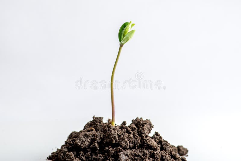 One young sprout on a pile stock image. Image of isolated - 141585917