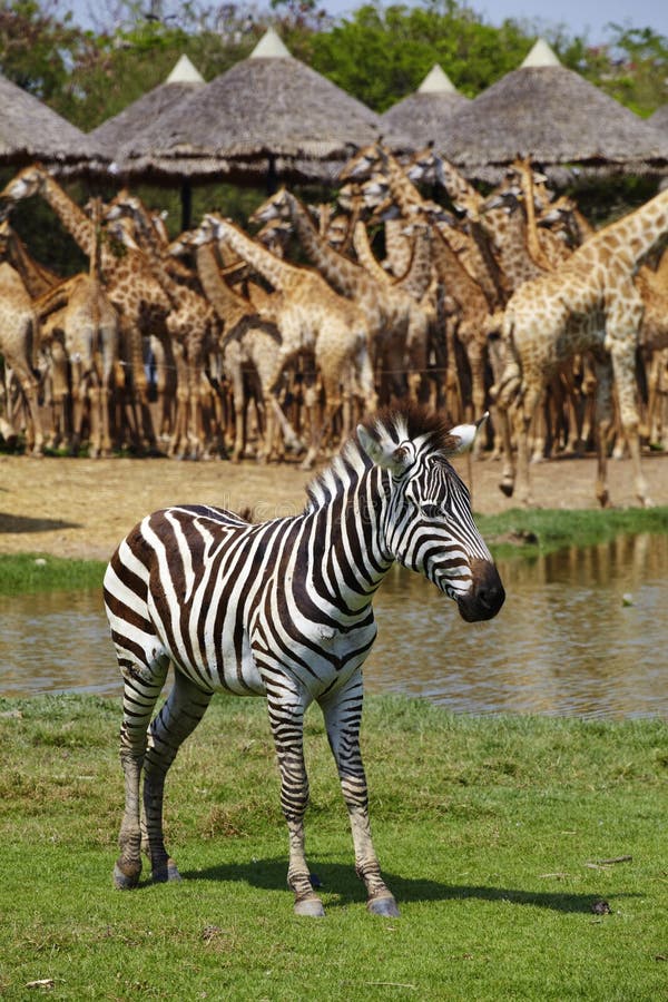 One young zebra stock photo. Image of preserve, animal - 41254992