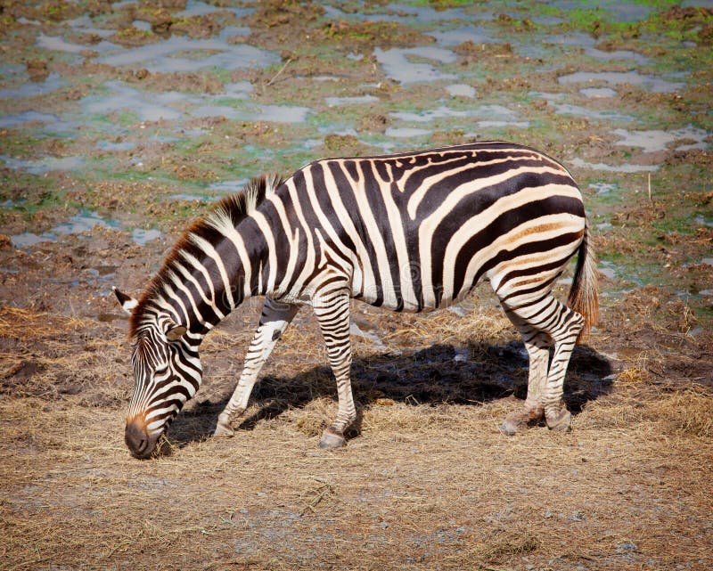 One Zebra Royalty Free Stock Images - Image: 19848179
