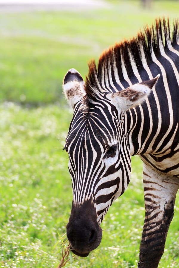 One zebra stock image. Image of safari, mammal, grevy - 25624449