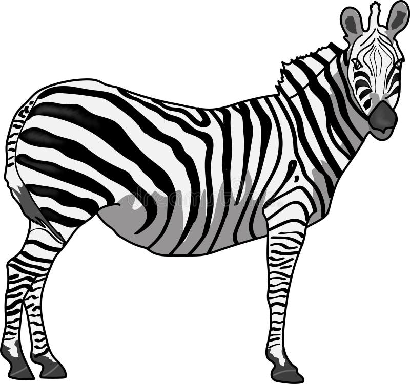 One Zebra Stock Illustrations – 579 One Zebra Stock Illustrations ...