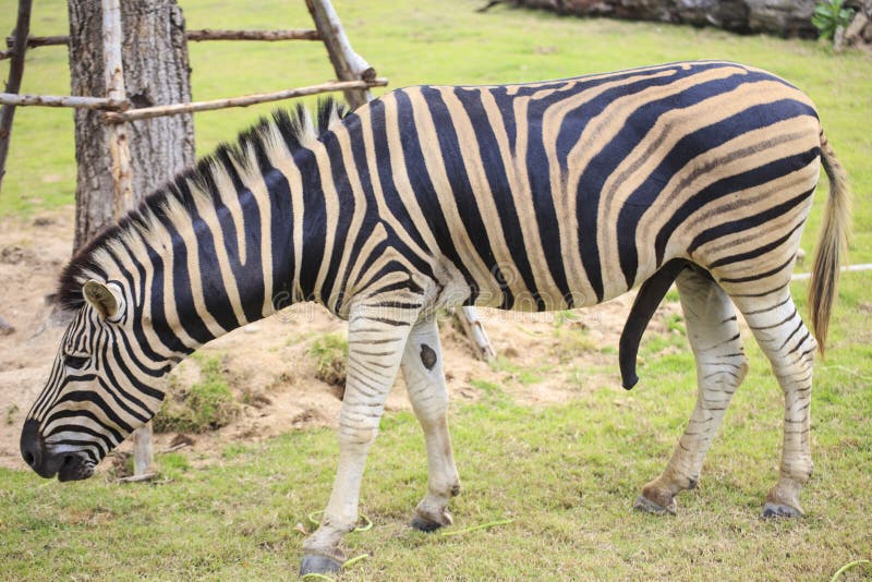 One zebra stock image. Image of animal, wildlife, pattern - 61565043