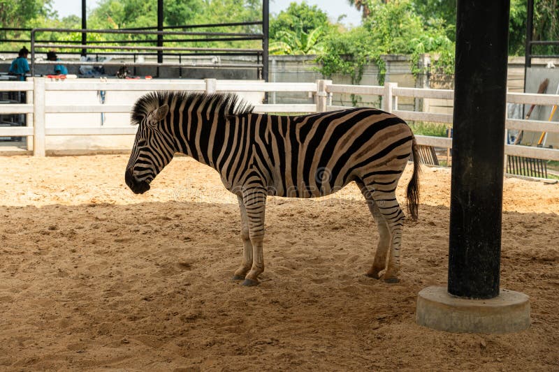 One Zebra Stands with a Stall in Zoo Stock Image - Image of cutout ...