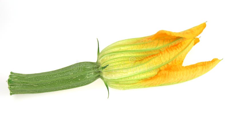 One Zucchini with Flower Isolated Stock Image - Image of nutritious ...
