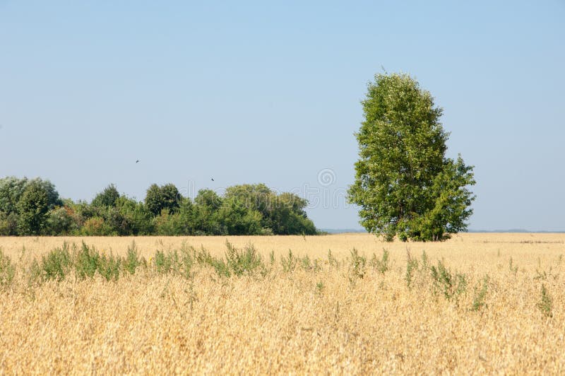 Onely tree. Grain field stock image. Image of countryside - 122774299