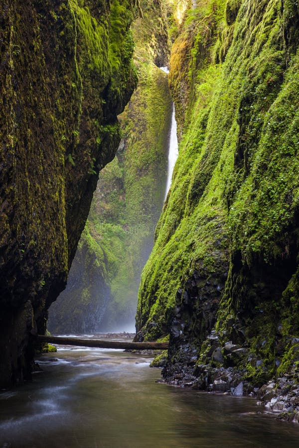 Oneonta Falls in Columbia River Gorge, Oregon Stock Photo - Image of ...