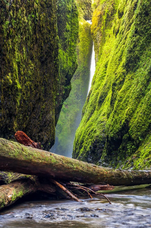 Oneonta Gorge Trail in Columbia River Gorge, Oregon Stock Image - Image ...
