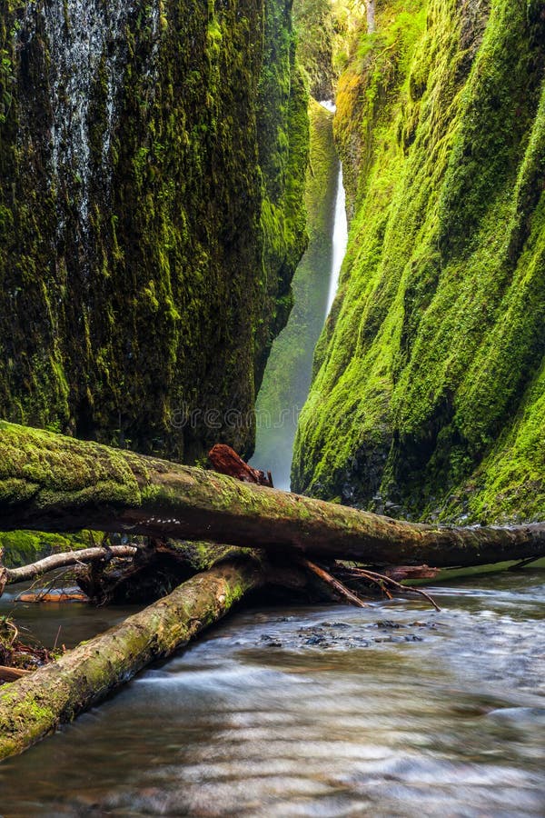 Oneonta Gorge Trail in Columbia River Gorge, Oregon Stock Photo - Image ...