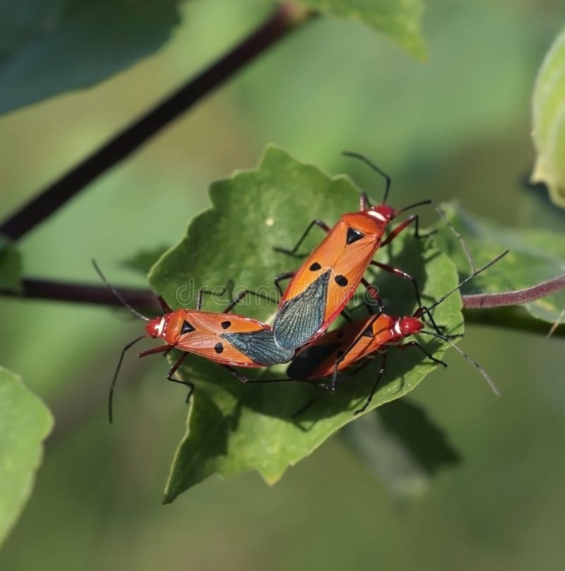 Ongedierte 1 stock foto. Image of lieveheersbeestje, masker - 28805368