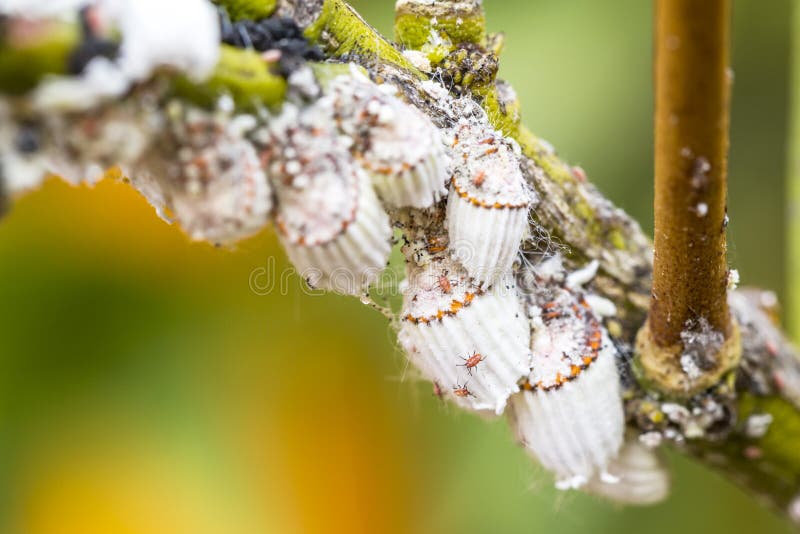Ongedierte Mealybug Close-up Op De Citrusboom Stock Afbeelding - Image ...