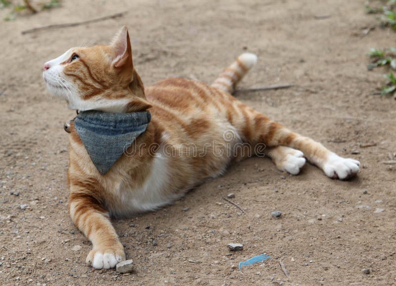 Drie benen op het strand stock foto. Image of tropisch - 56275678