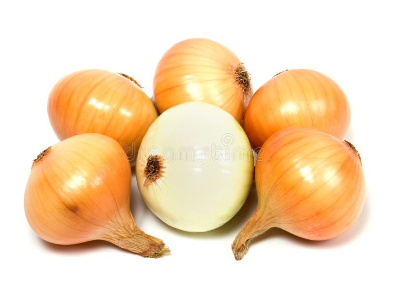 Onion with cross section stock image. Image of ingredient - 6034131
