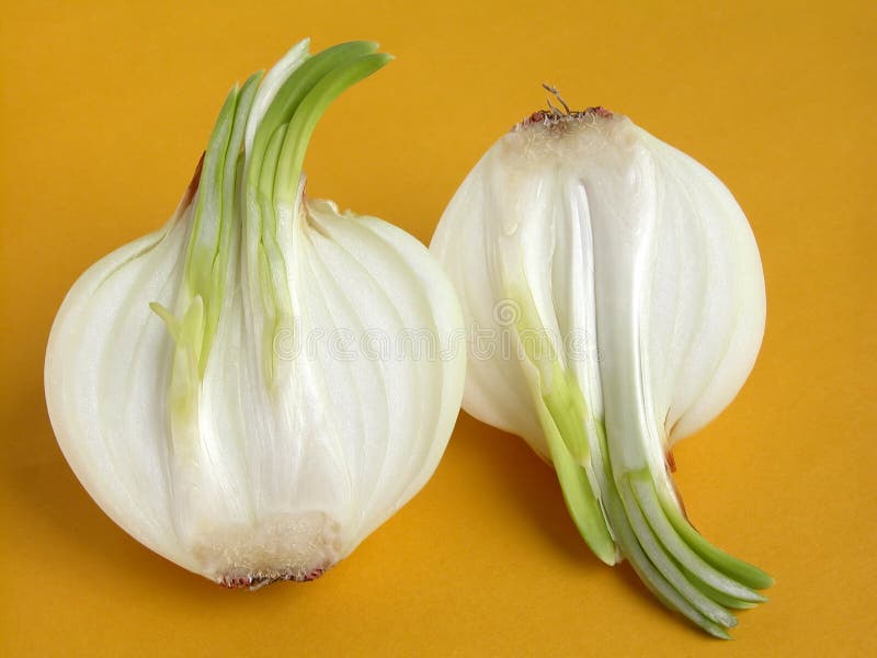 Onion stock image. Image of vegetable, shell, onion, peel - 143653