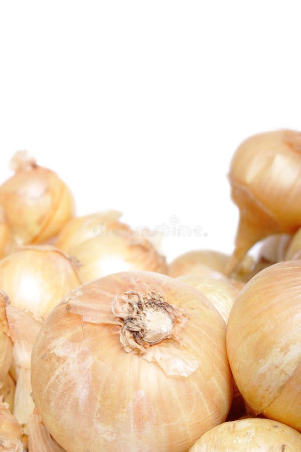 Onion Picture. Image: 15737858