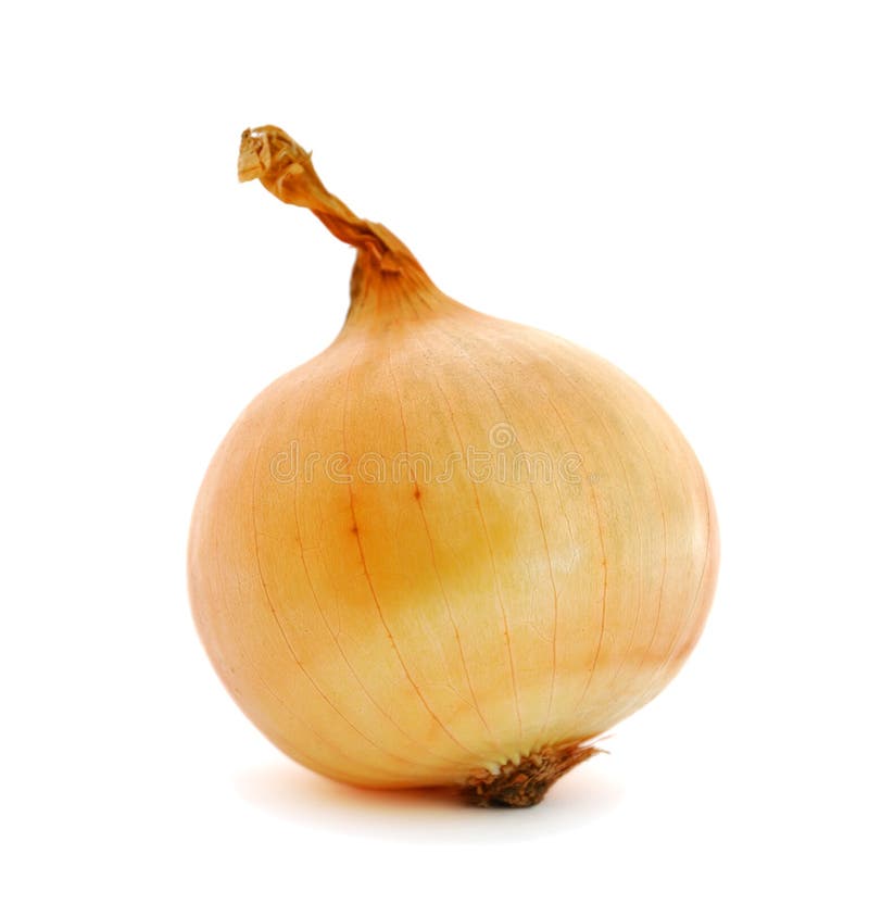 White Onion stock photo. Image of bulb, fresh, vegetable - 5349272