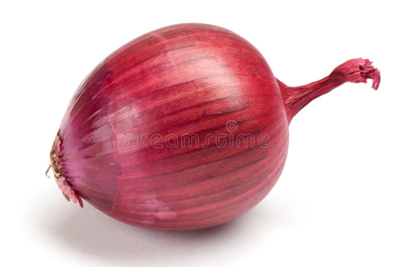 Onion stock photo. Image of white, organic, nutrition - 16502526