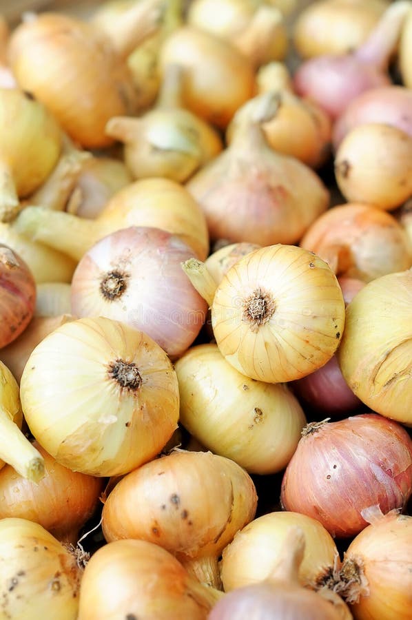 Onions stock photo. Image of heap, fresh, food, vegetable - 21382806