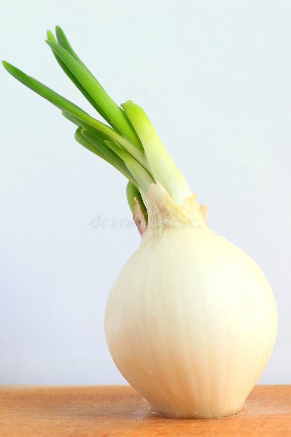 Onion stock image. Image of nature, chef, fresh, healthy - 23277207