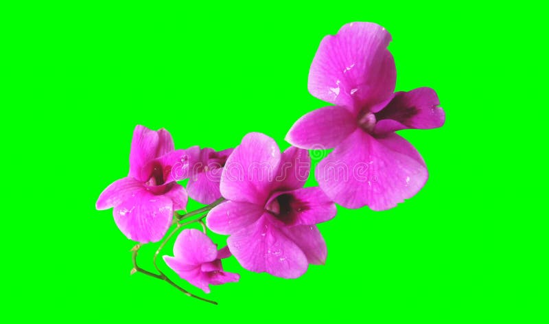 Purple Orchids on Green Chroma Key Background. Stock Image - Image of ...