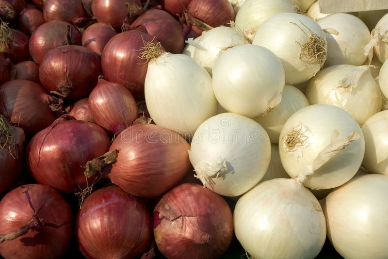 Onion stock image. Image of kitchen, cooking, foods, food - 954599