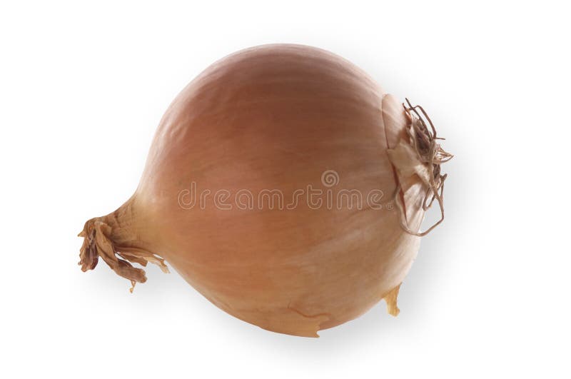 Onion Picture. Image: 976465