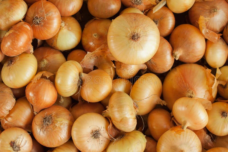 Onion background stock photo. Image of spice, backdrop - 20849684