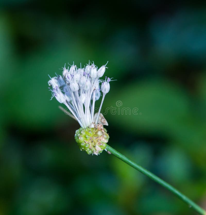 Onion bloom stock photo. Image of flowers, wild, onion - 73143838