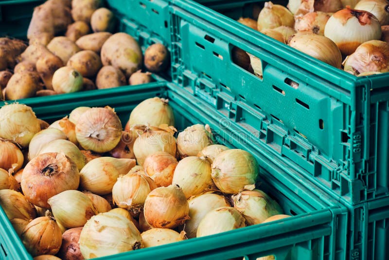 Onion on boxes stock photo. Image of group, nutrition - 155294686